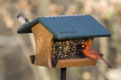 Bird Feeders