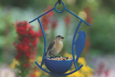Bird Food